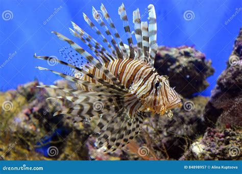 Red Lionfish In Aquarium Stock Image Image Of Oceania 84898957