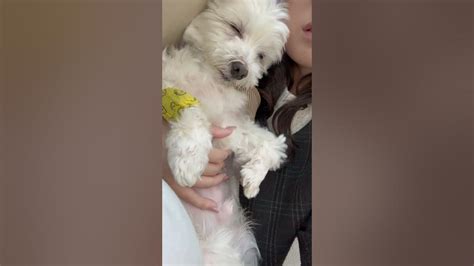 병원 치료 후 지쳐버린 울 강쥐🥹 서울대동물병원 강아지 반려견 Youtube