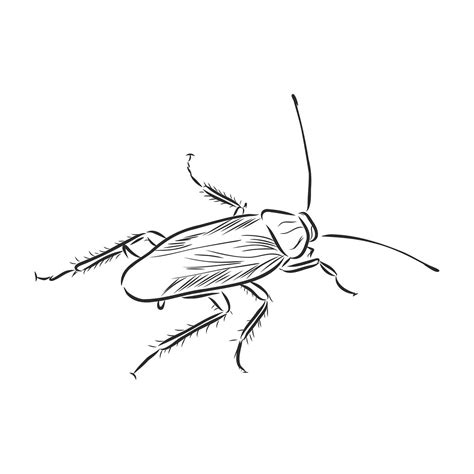 Autopsia De Una Cucaracha El Andar De La Cucaracha Es Lento Un… By Garduza May 2024 Medium