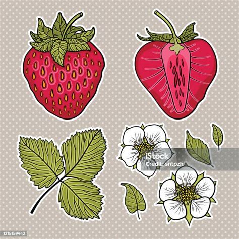 고립 된 딸기 그래픽 양식에 일치시키는 도면입니다 벡터 그림입니다 0명에 대한 스톡 벡터 아트 및 기타 이미지 0명 개체 그룹 개화기 Istock