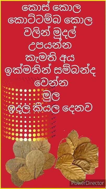 කොස් කොල කොට්ටම්බ කොල වලින් හරියටම මුදල් උපයන්නෙ මෙන්න මෙහෙම Youtube