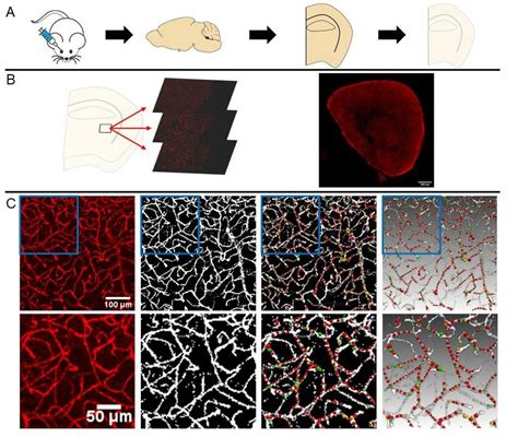 Workflow For 3d Visualization And Quantitation Of Microvasculature In Download Scientific
