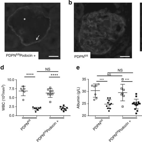Clec 2 Podoplanin Axis Regulates The Inflammatory Reaction Following