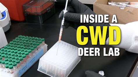 How Do They Test Deer For Cwd Step Inside A Pennsylvania Wildlife Lab