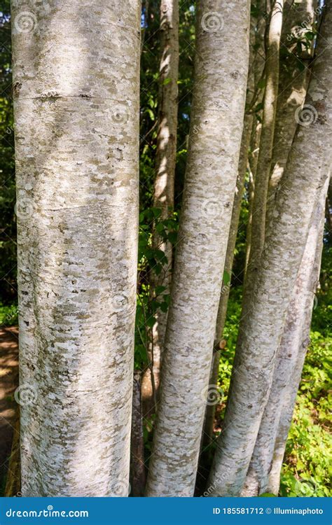Scaly Looking Bark Of Red Alder Tree Alnus Rubra Vancouver Island BC Canada Stock Image