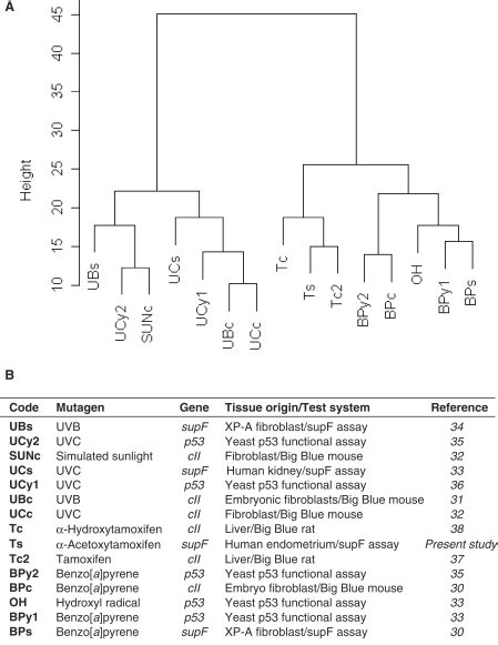Hca Dendrogram To Reveal Similarities Between Transformed Mutation Download Scientific Diagram