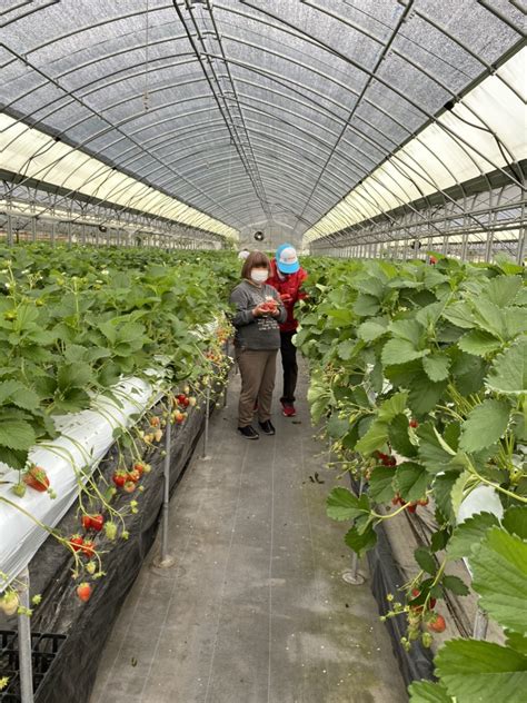 いちご狩りに行ってきました🍓 特定非営利活動法人 藍住町手をつなぐ育成会 オレンジノート
