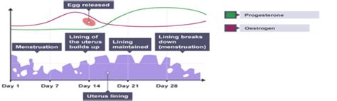 3 Reproduction And Inheritance Igcse Biology Edexcel Flashcards Quizlet