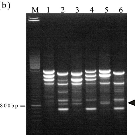 The Results Of Scar And Rapd Analyses Arrowheads Indicate Molecular