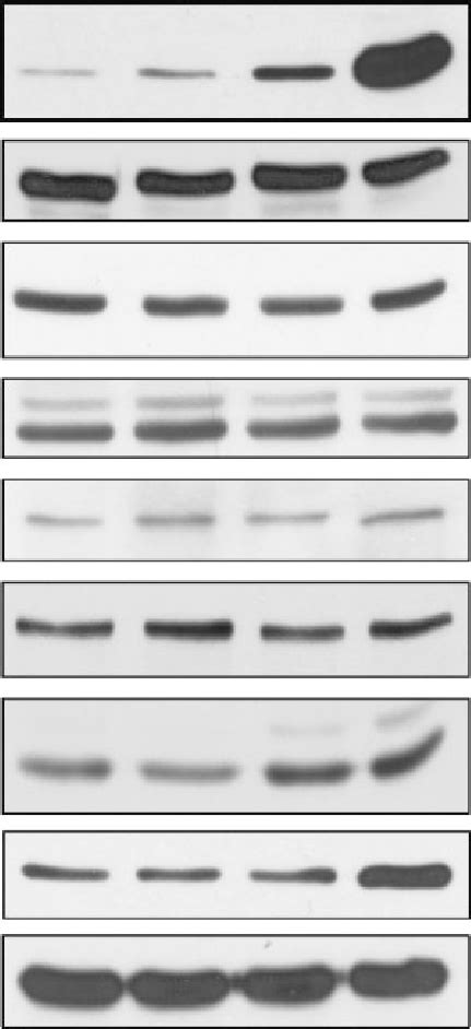 Expression Of Camp Response Element Binding Protein Creb 43 Kda Download Scientific Diagram