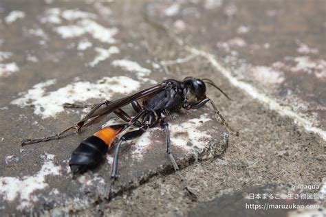 ヤマジガバチ 日本まるごと生き物図鑑