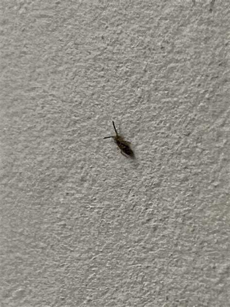 What Bug Is This Theirs A Lot Of Them All Over My Window Sills And