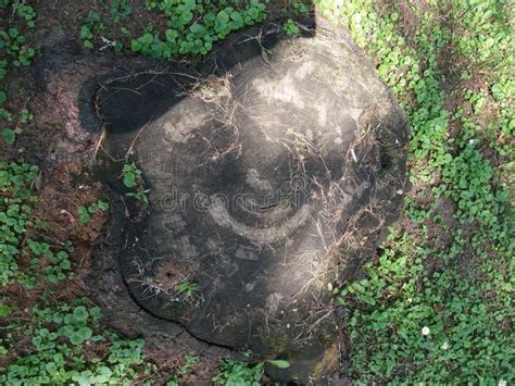 Cutten Tree Stock Photo Image Of Tree Cutten 94449444