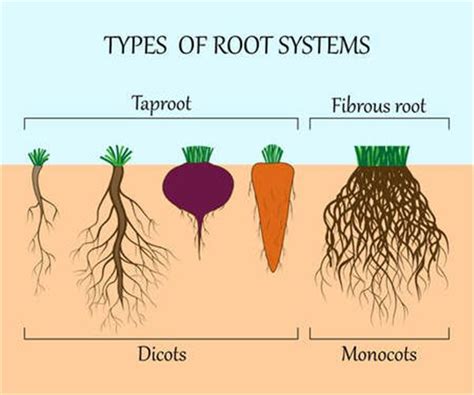 Diagram Of Fibrous Root