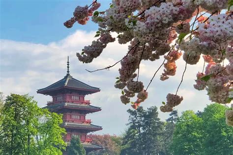 Enggak Selalu Romantis Dan Manis Ini 4 Fakta Menarik Tentang Bunga Sakura Indozone Fadami