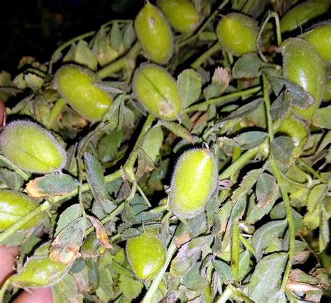Growing Chickpeas How To Grow Chickpeas Garbanzo Beans Naturebring