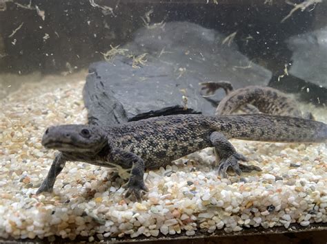 Spanische Rippenmolche