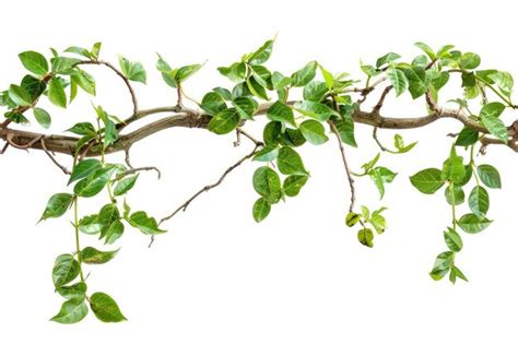 Premium Photo Tangled Jungle Vines And Green Leaves Of Tiliacora