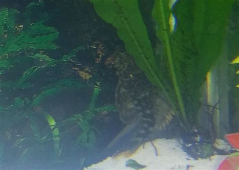 Orange Seam Pleco Album On Imgur