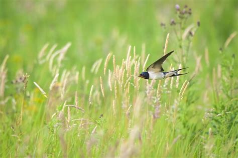 Premium Photo Beautiful View Of A Swallow In The Field