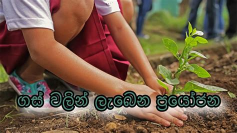 ගස් වලින් ලැබෙන ප්‍රයෝජන Youtube
