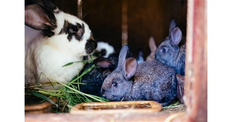 Ако сами си приготвяте храна за зайци Български Фермер