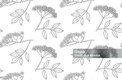 삼부커스 또는 엘더베리 벡터 라인은 가지 잎 및 베리 색상 손으로 그린 그림과 매끄러운 패턴 흰색 배경에 격리 말오줌나무에 대한 스톡 벡터 아트 및 기타 이미지 Istock