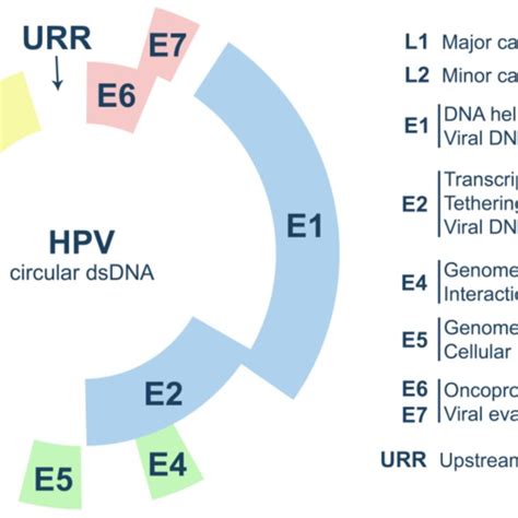 Hpv Genome Organization And Functions Of The Main Viral Proteins