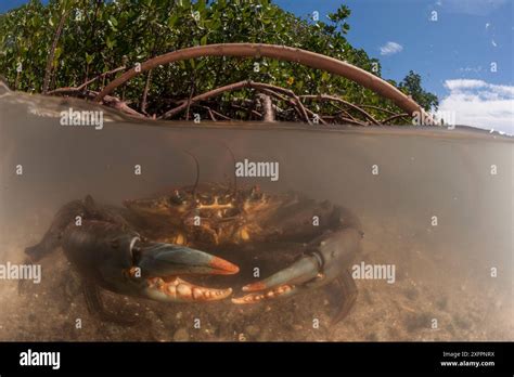 Mud Crabs Scylla Serrata In The Water By The Mangrove Roots Split Level Image Mali Island