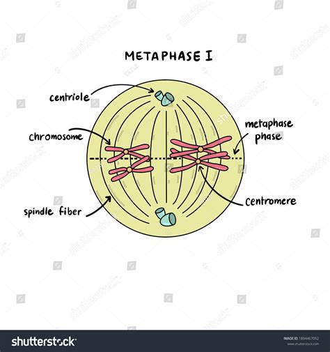 Cell Division Meiosis Metaphase Illustration Color Ilustrações Stock 1894467052 Shutterstock