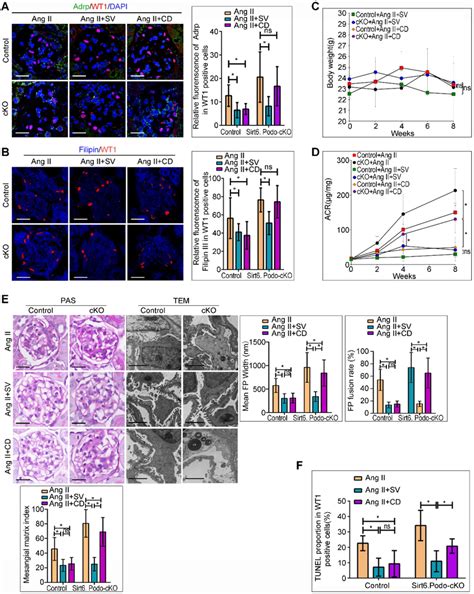 Podocyte Specific Deletion Of Sirt6 Affects The Protective Effect Of