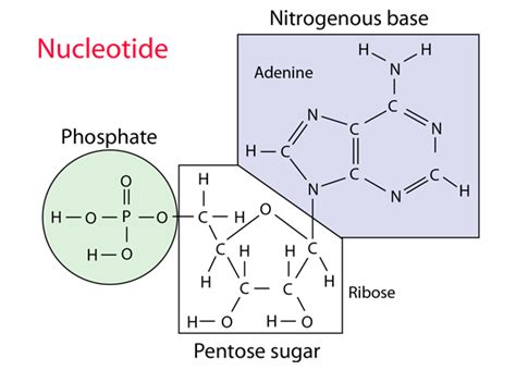 Nucleotides