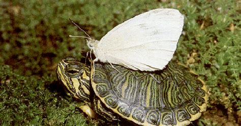 Turtle And A Moth