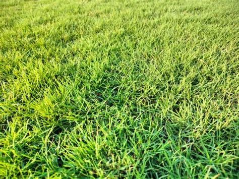 Natural Green Rectangular Selection Lawn Grass At Rs 4 Sq Ft In
