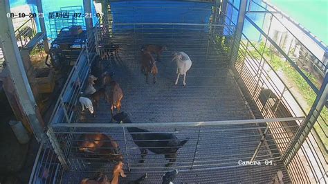 Sheep Object Detection Dataset And Pre Trained Model By Sheep