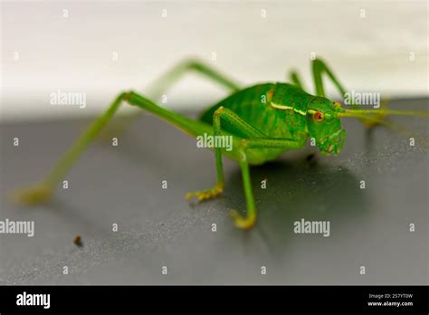 A Green Grasshopper With Long Legs And Antennae It Is Standing On A Grey Surface The Insect Is