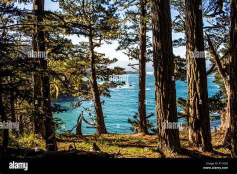 Trees Growing On Cliff Over Ocean Stock Photo Alamy