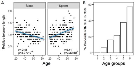 Relative Telomere Length Rtl Sperm Dna And Sperm Dna Fragmentation Download Scientific