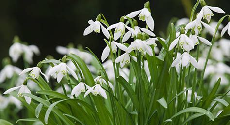 Snowdrops Varieties What Sets Different Types Of Snowdrops Apart