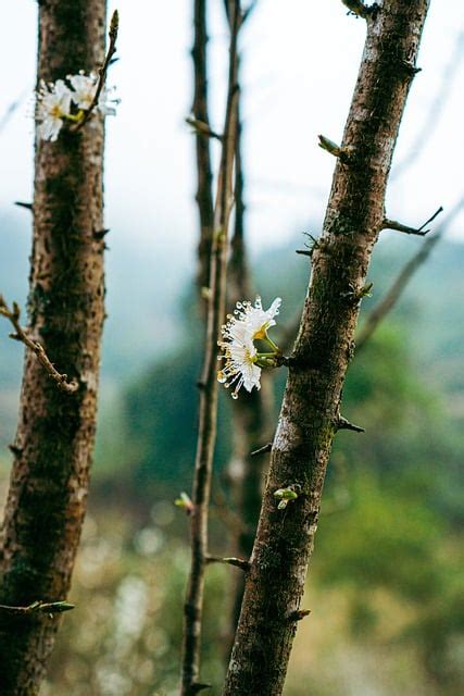 Blossom Tree Branch Free Photo On Pixabay Blossom Tree Branch Free Photo On Pixabay