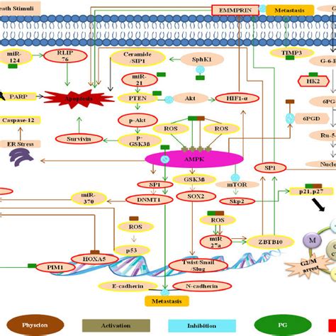 A Diagrammatic Representation Of Molecular Targets For Anticancer