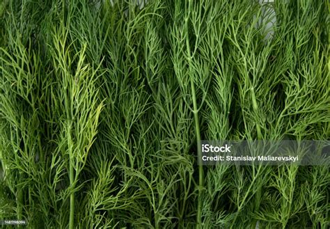 신선한 녹색 딜 배경입니다 녹색 딜 질감입니다 딜의 무리 양념 다른 요리를위한 향신료 건강관리와 의술에 대한 스톡 사진 및 기타