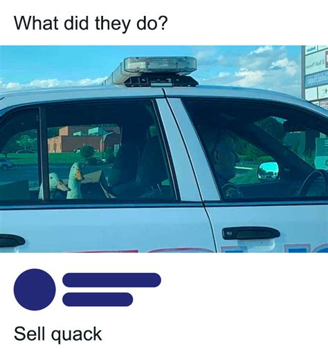 50 Top Quality Bird Memes To Make You Grin Today As Shared By This