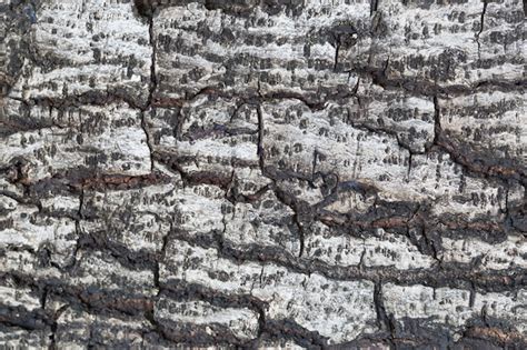 Premium Photo Skin Of Tree Bark