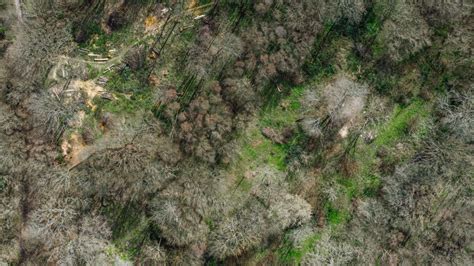 I M Not An Enormous Advocate Of The Planting Of Trees Says Sebastian Cox