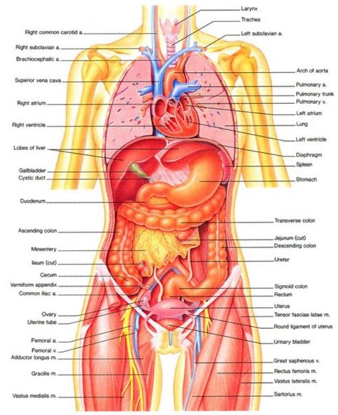 Diagram Of Abdominal Organs