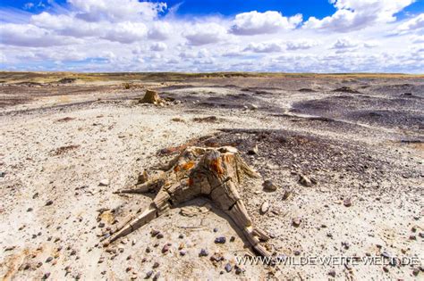Badlands Im San Juan Basin Bisti Valley Of Dreams Fossil Forest King Of Wings New Mexico