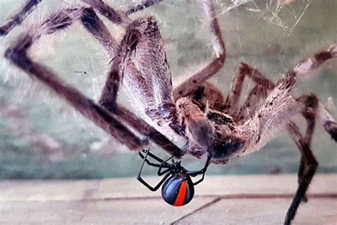 Spider Control Bunbury Spider Treatment White Ant Jack Pest Control