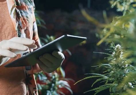 Canada Cannabis College Cannabis Training University