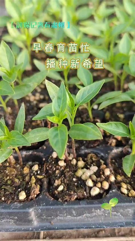 早春大棚里真热闹 看看咱肃州庄稼人在忙啥凤凰网视频凤凰网